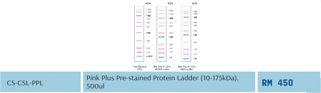 Cleaver Scientific Pink Plus Prestained Protein Ladder (10-175kDa ...